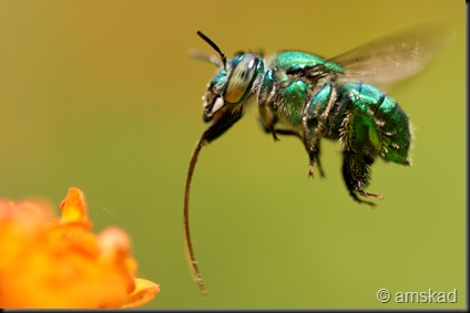 kila macro: Une belle série sur cette intrigante abeille verte (Euglossa)